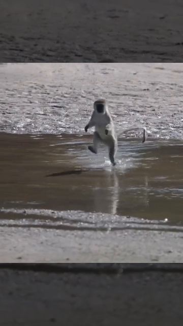 Как не намочить лапки ))