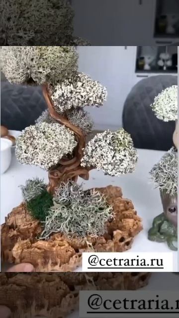 Секрет уюта: отзыв о наших деревьях из цетрарии!