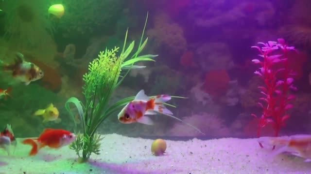Расслабляющая музыка аквариума | Атмосфера тропического аквариума для концентрации и снятия стресса