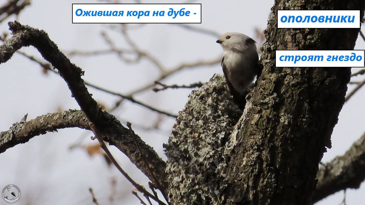Ополовники - крохотные длиннохвостые синицы - строят гнездо на дубе. Совершенство маскировки