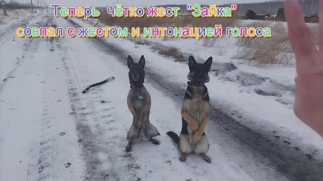 Команда Зайка Бельгиец VS Немец