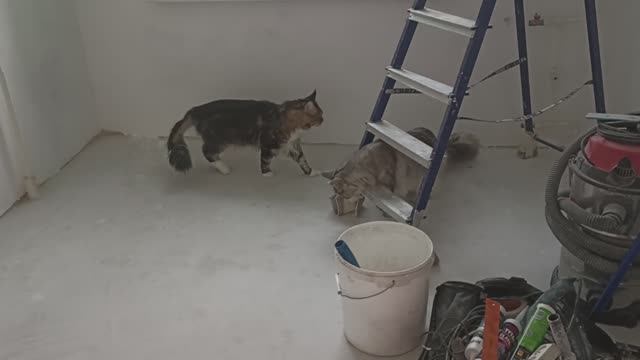 Коты и ремонт