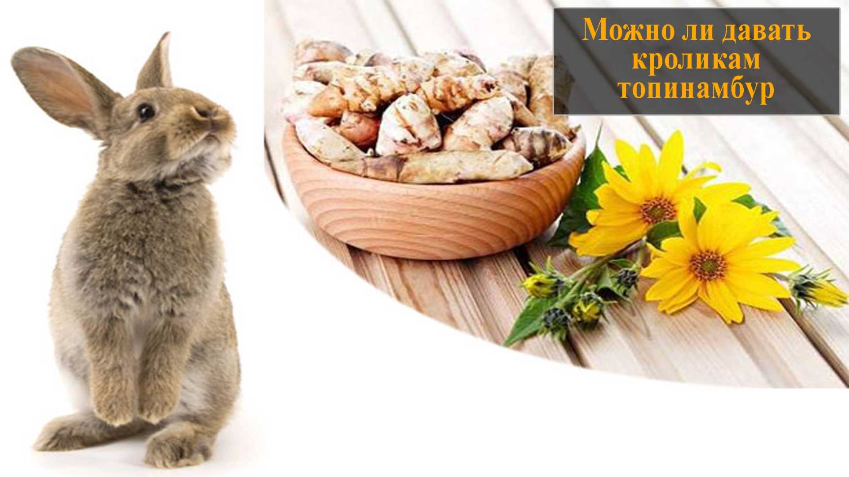 Можно ли давать кроликам топинамбур