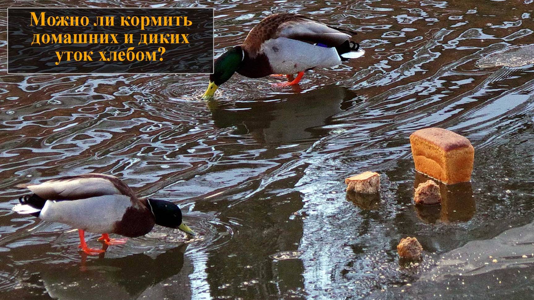 Можно ли кормить уток хлебом