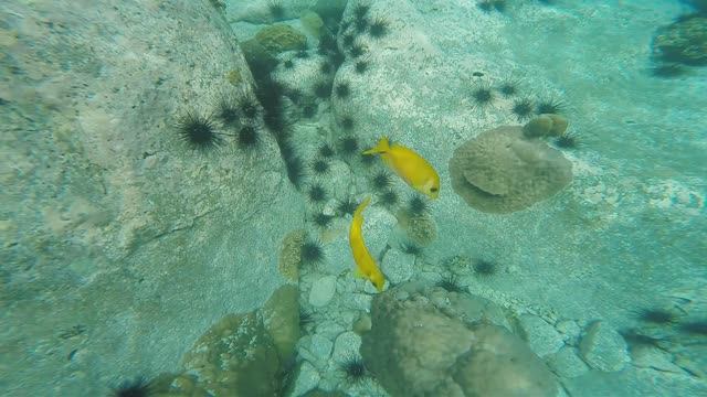 Дайвинг и снорклинг на Пхукете - лучший отдых на островах Таиланда в Андаманские море. Экскурсия