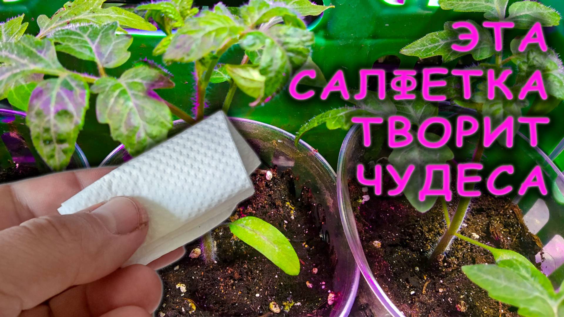 При таком посеве ТОМАТОВ 🍅 даже просроченные семена всходят за три дня РАССАДА 🌱 крепкая как дубок
