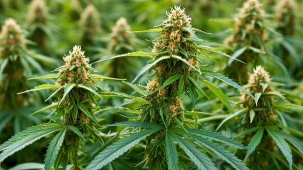 Конопля вырастает до 3 метров за 110 дней. Даёт несколько урожаев в год. Восстанавливает почву