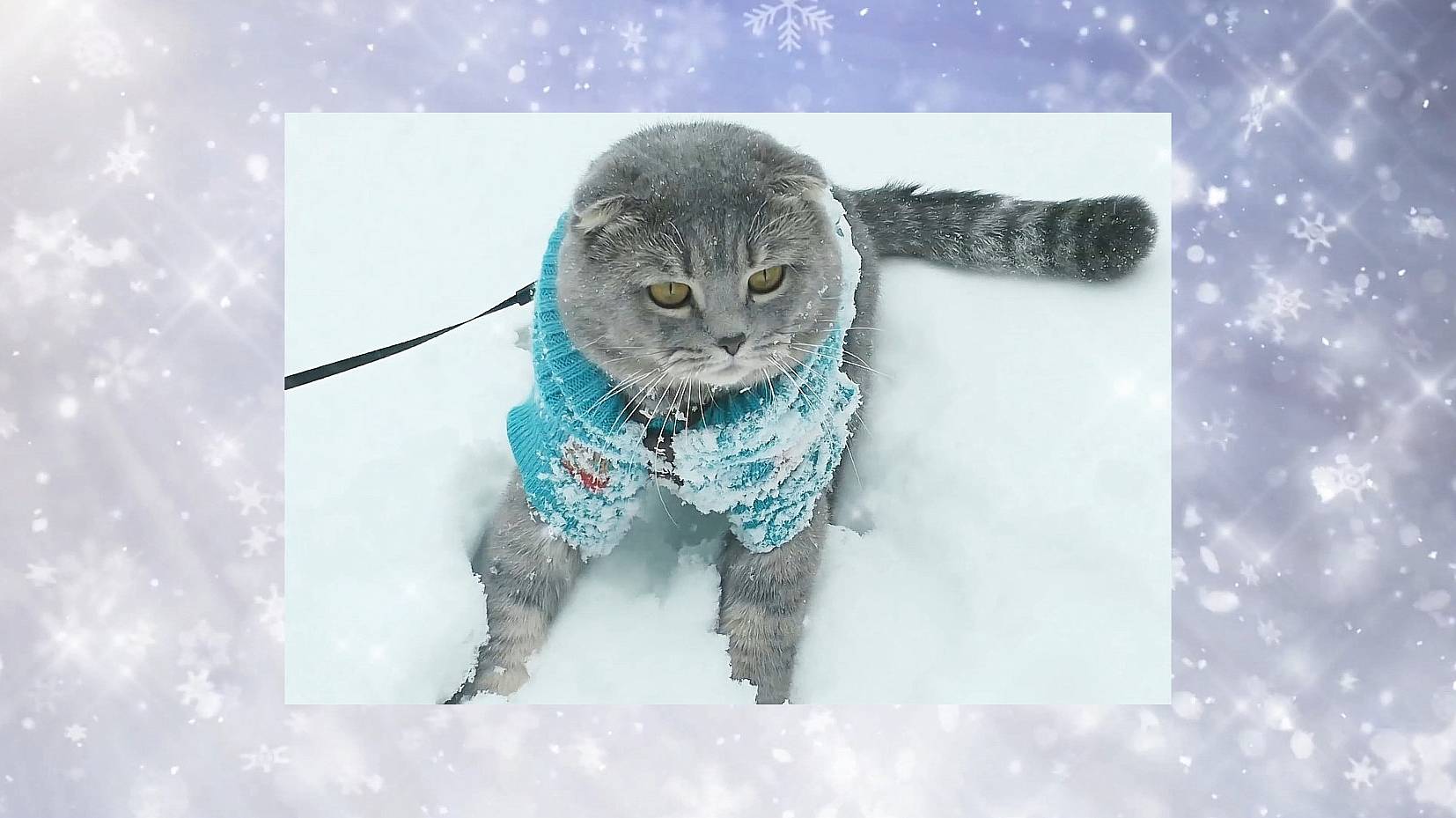 Котосериал Барсяткин. 1 сезон ЗИМА. 2 серия. Зимняя прогулка в новом свитере