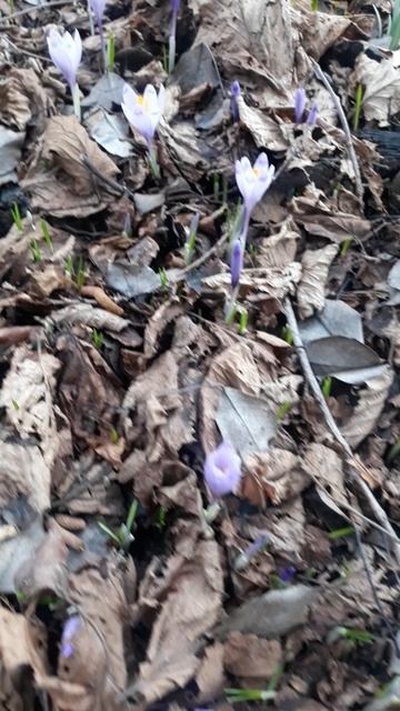 Ранние цветы 14 марта 2025