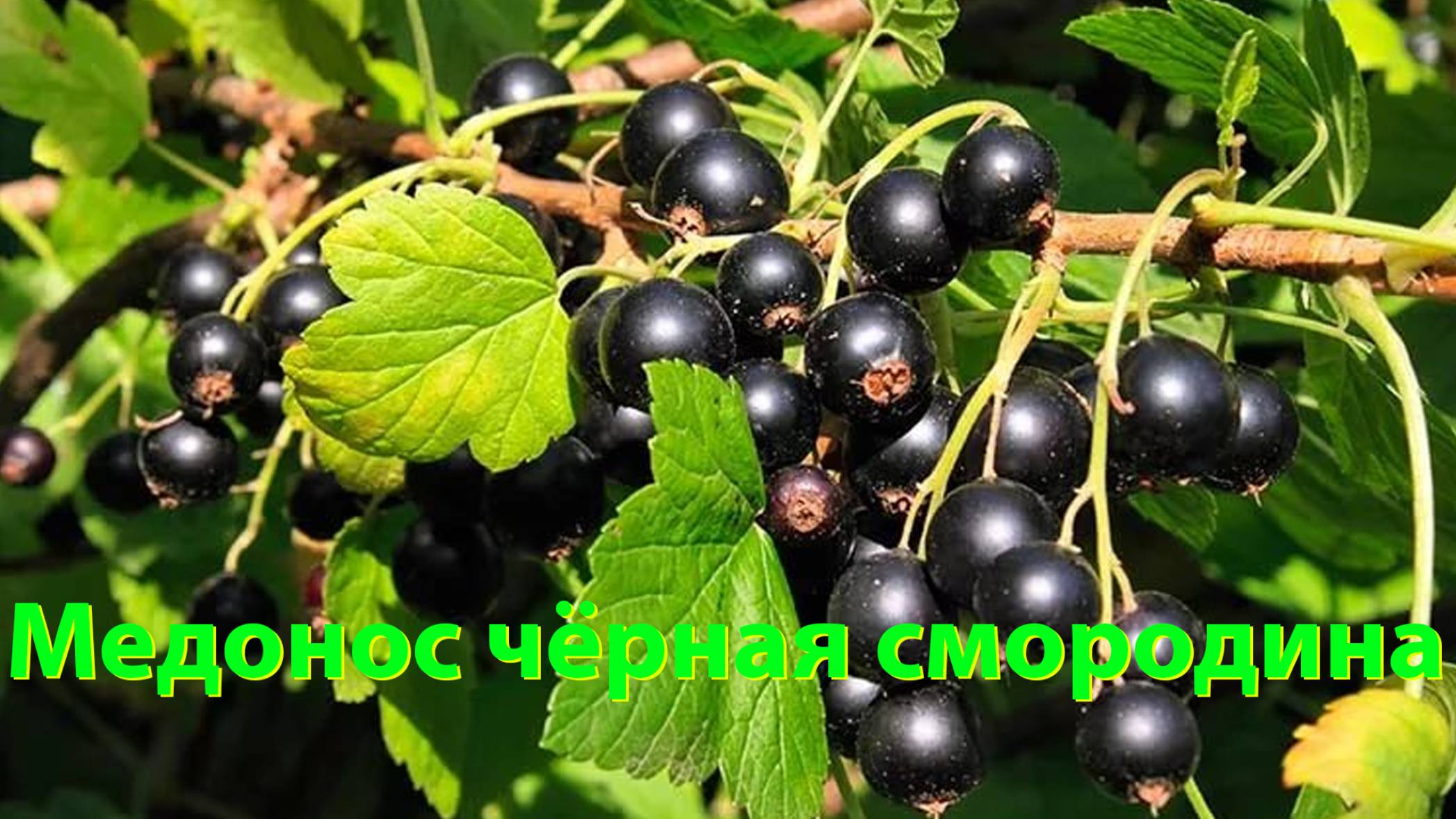 Профессор Кашковский: медонос Смородина черная