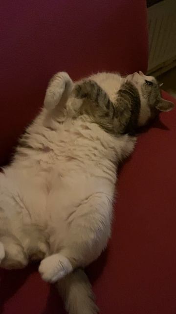 Кототест качества