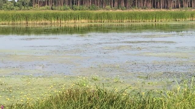 Волжские затоны. Криуши. Чувашия.