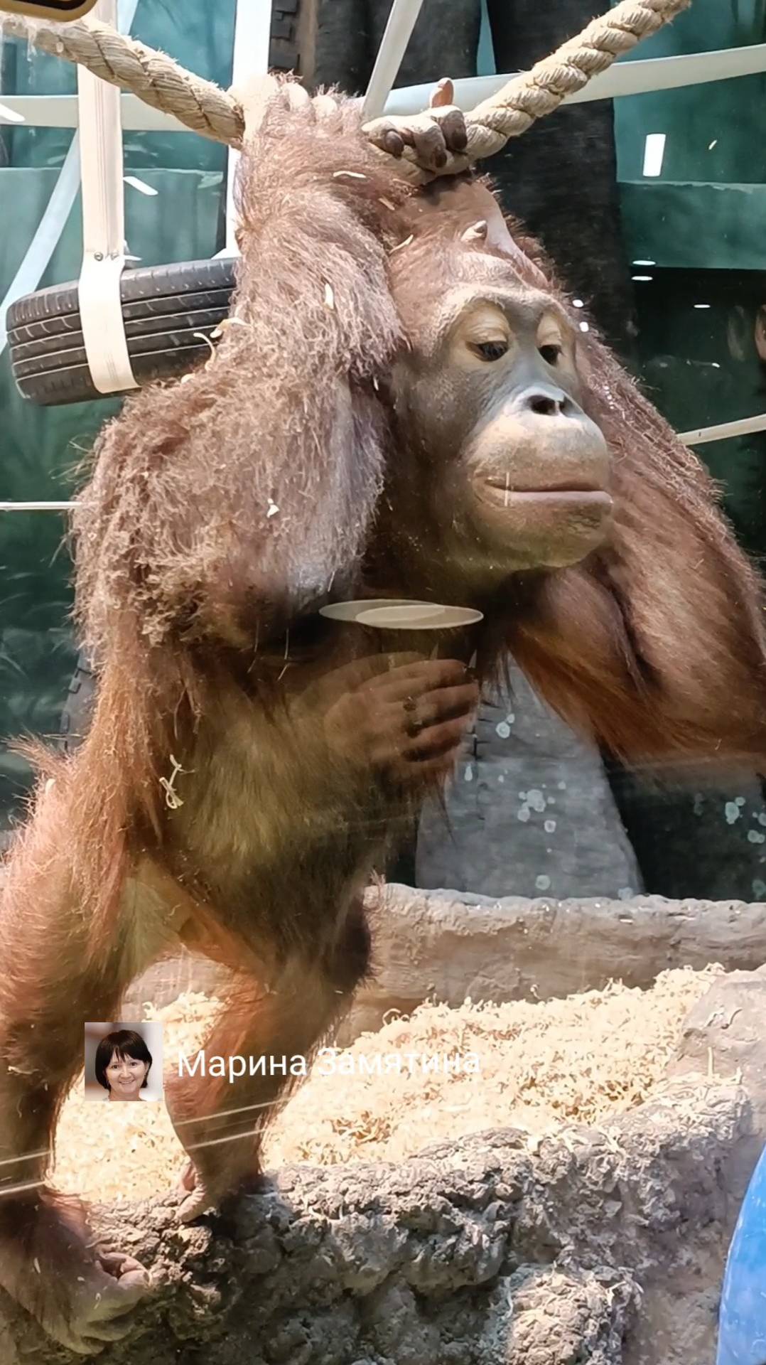 Орангутан Матику.