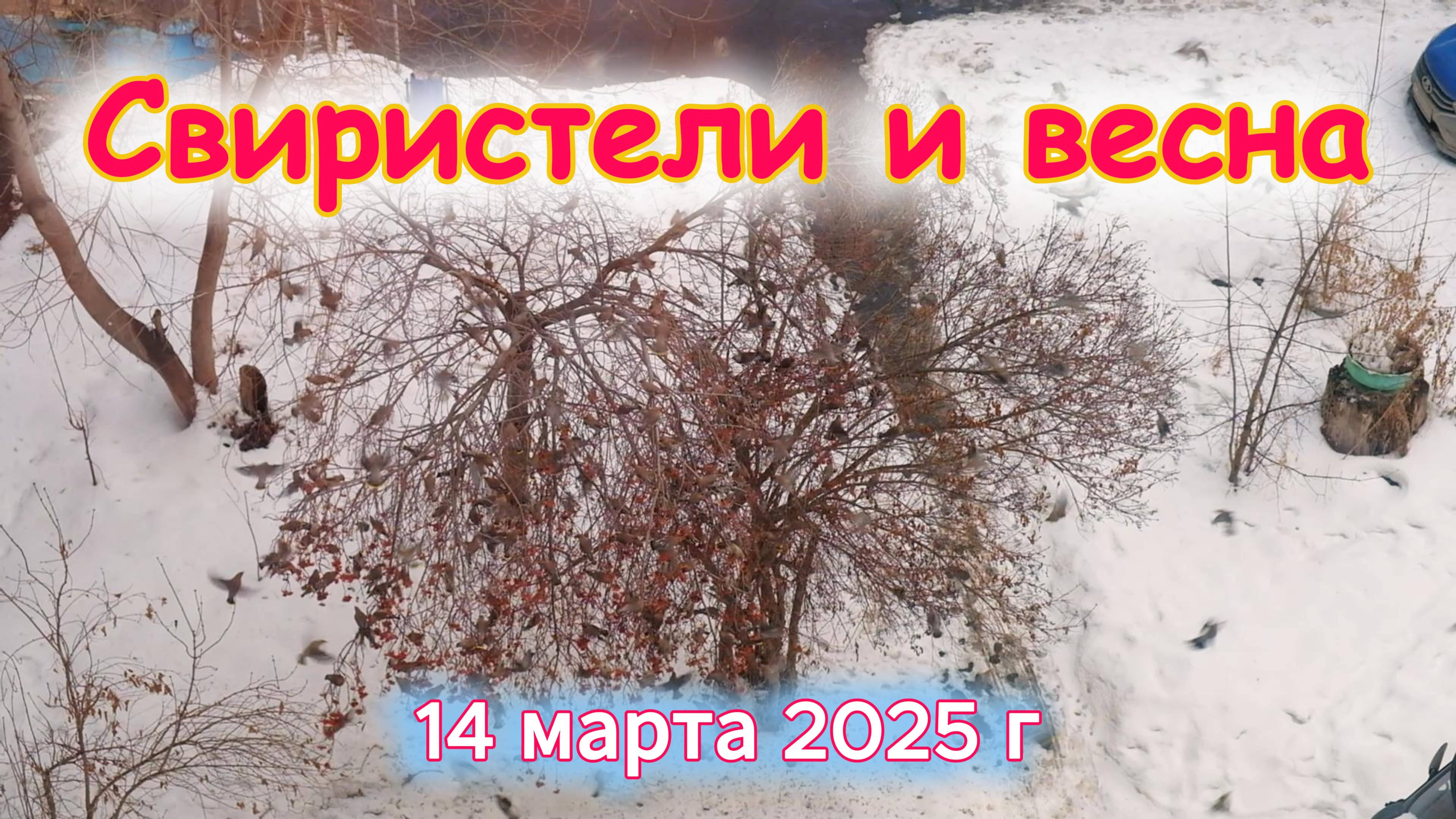 Всё тает и птицы радуются 14 марта 2025 г