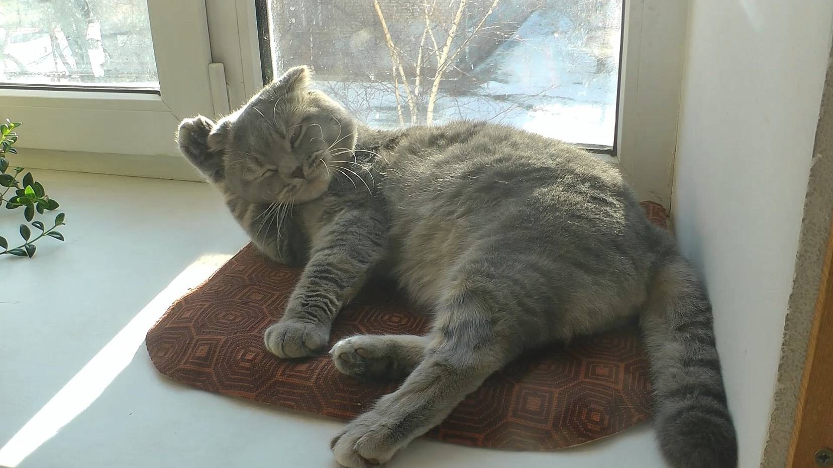 Реакция кота на замену любимой подушечки.