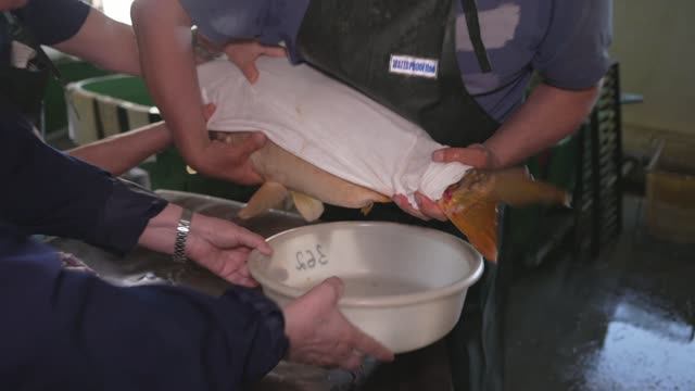 "ЗДЕСЬ РЫБА ЕСТЬ" Новые породы карпа.