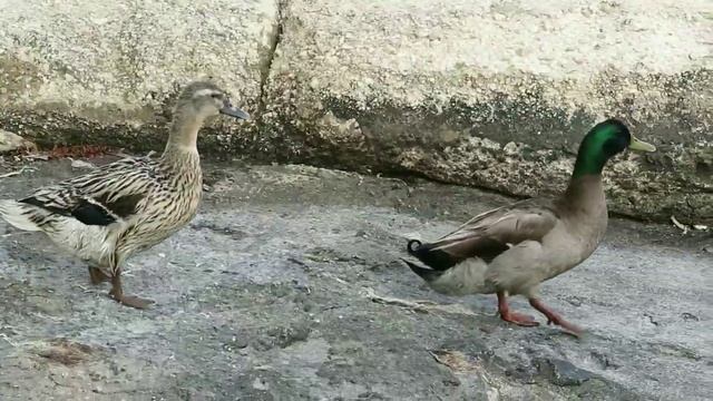 Заморские утки. Мальта.