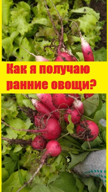 Ранние овощи я сею зимой под снег в теплице, урожай собираю - в апреле