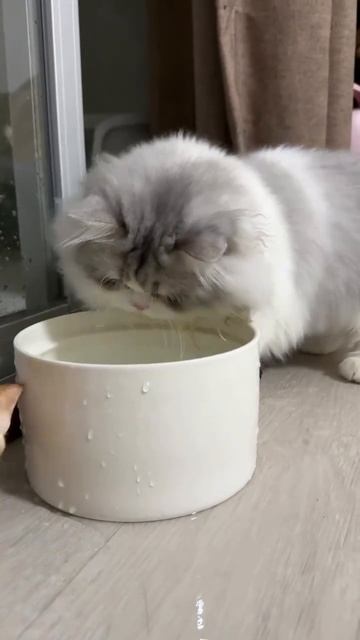 Зачем котенок трогает лапой воду Развлечение