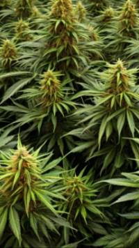 Урожайность конопли, плодовитость - потрясающие. Восстановительные свойства для почвы, биофитоценоза