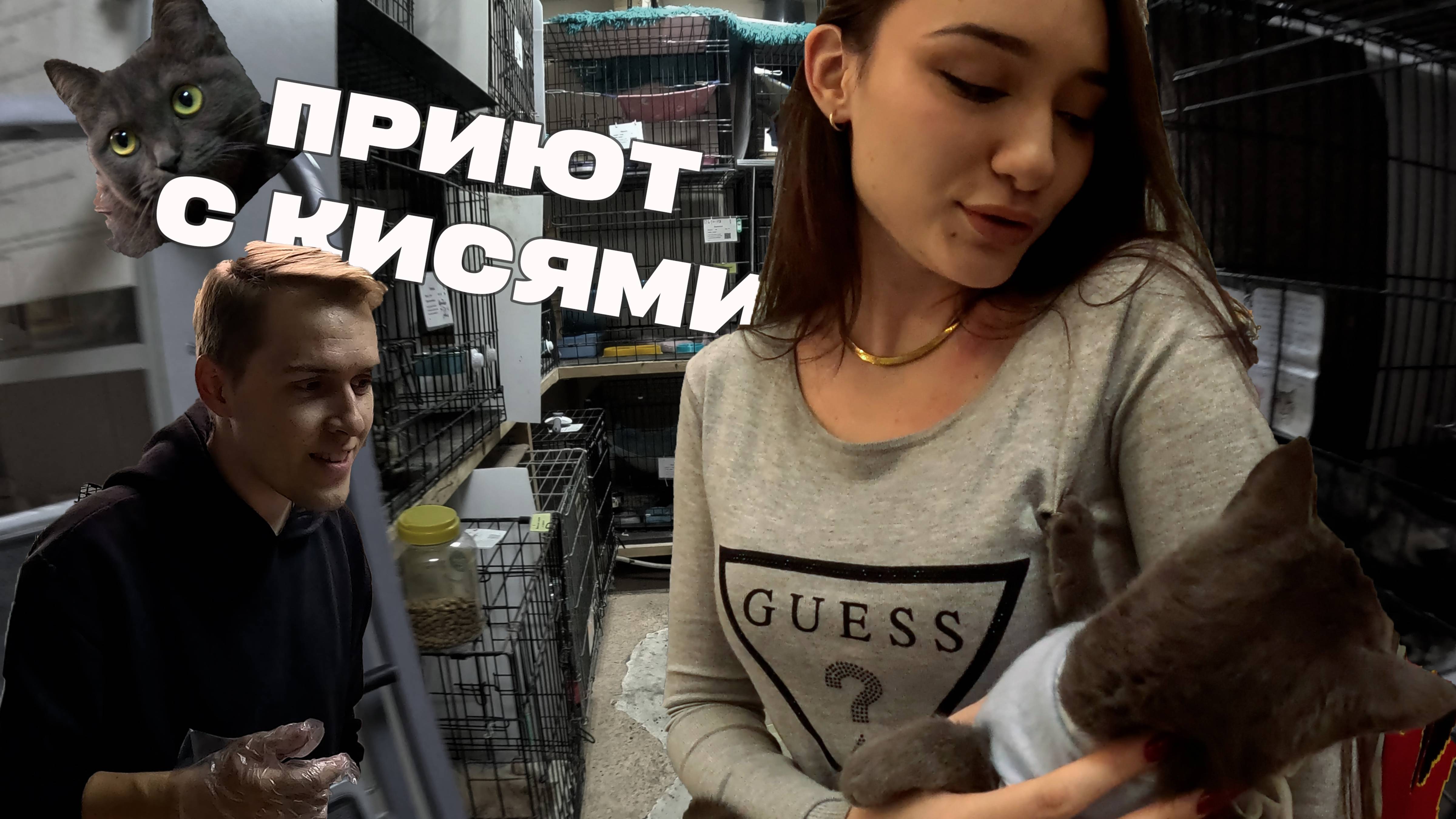 Взяли котенка из приюта "Муркоша"