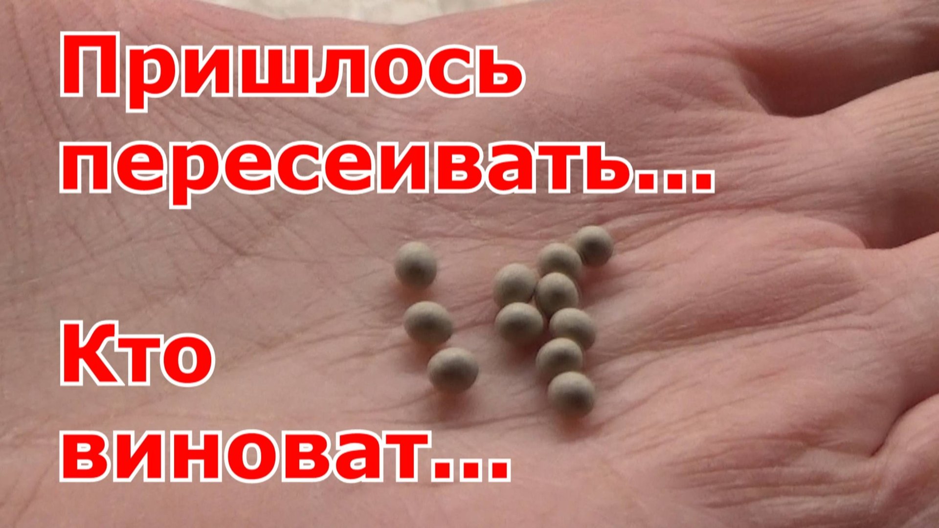 Пришлось пересеять. Семена в гранулах (драже): преимущества и недостатки.