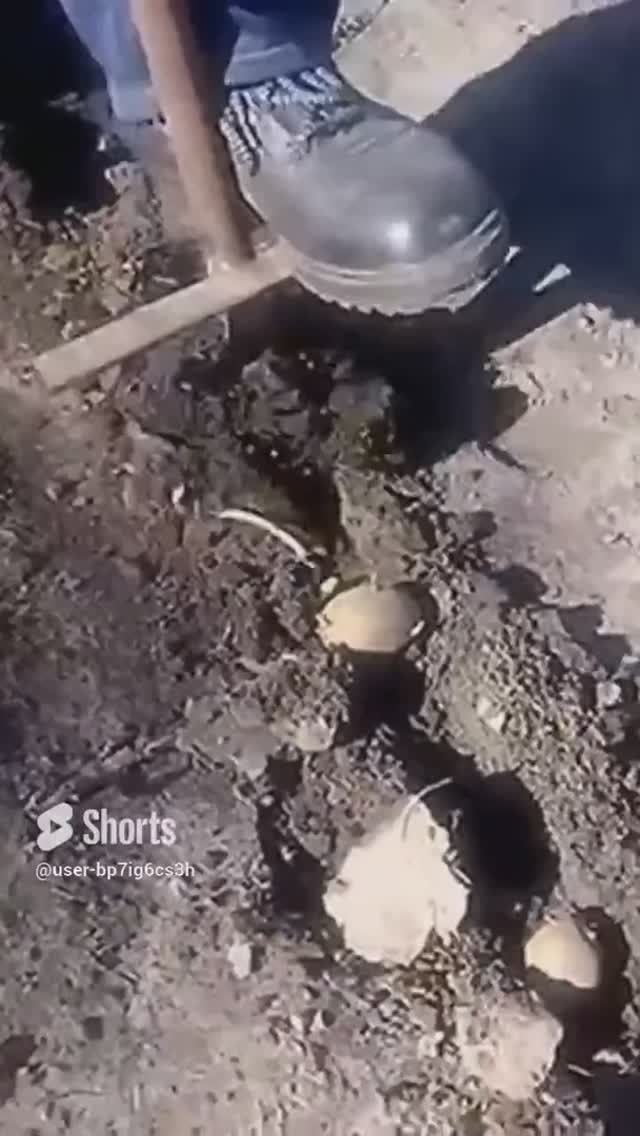 Самодельная ручная сажалка для картофеля, спина не болит!