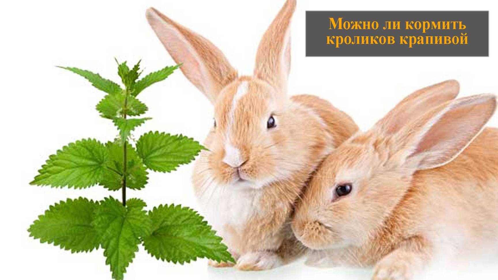 Можно ли давать кроликам крапиву