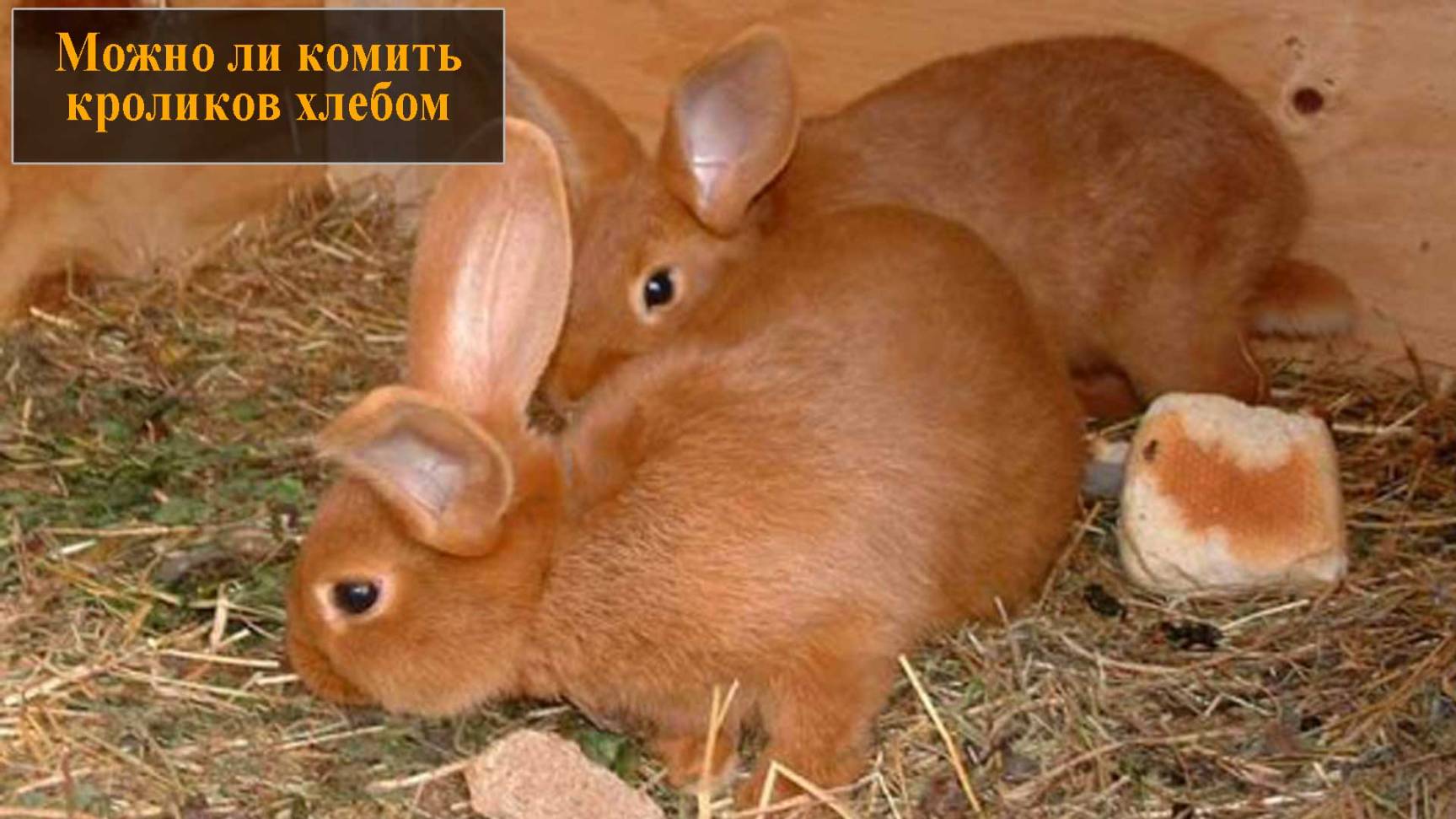 Можно ли кормить кроликов хлебом