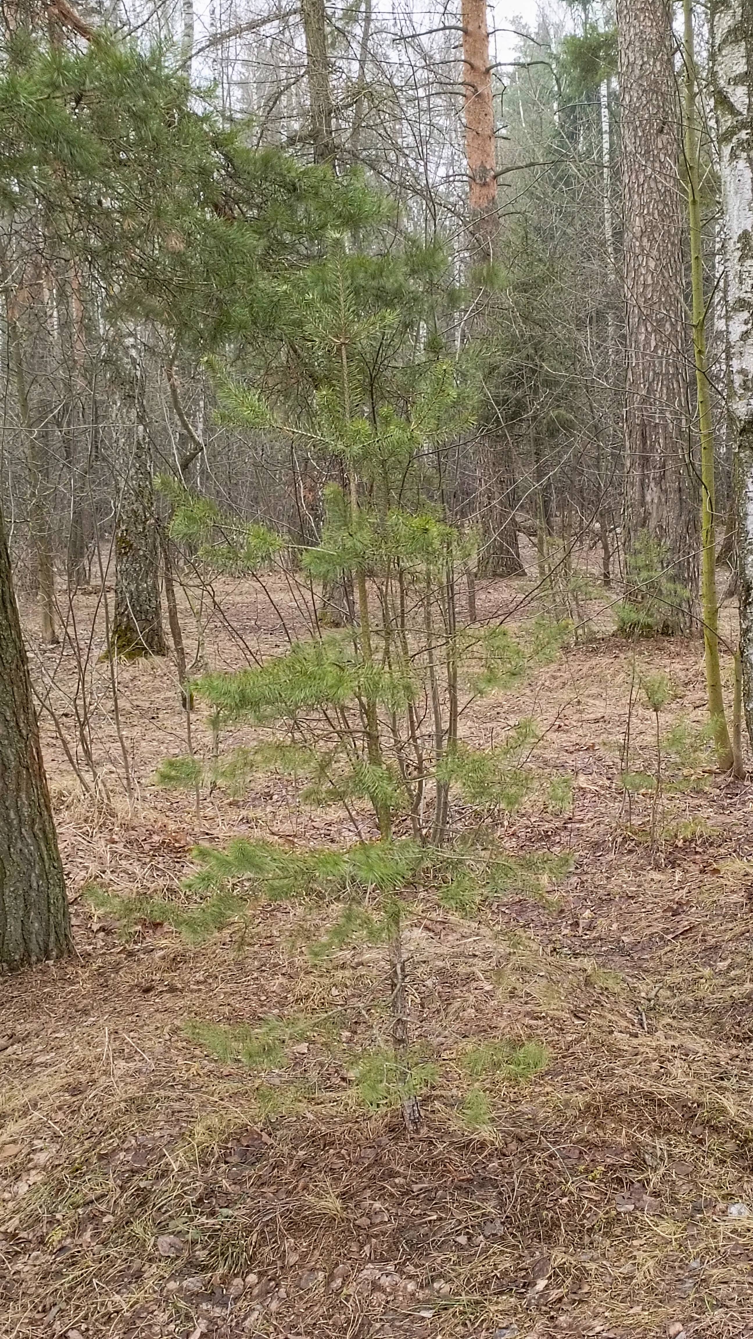Завтрак Белочки в лесу .