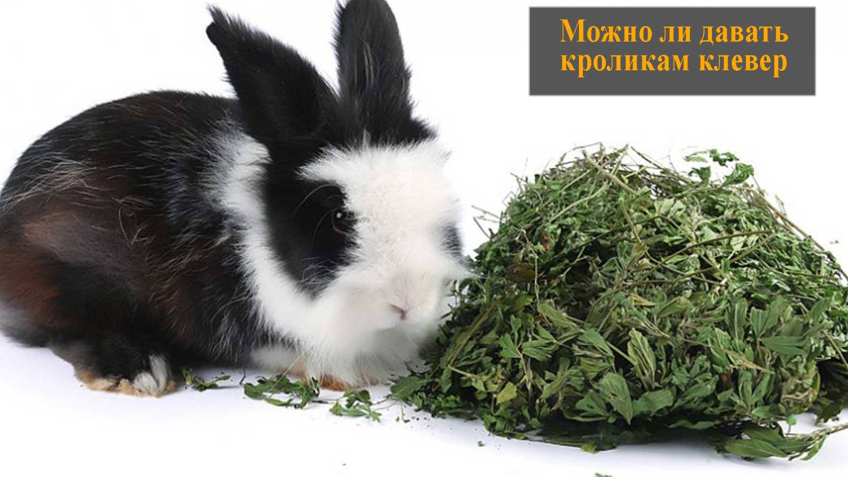 Можно ли давать кроликам клевер
