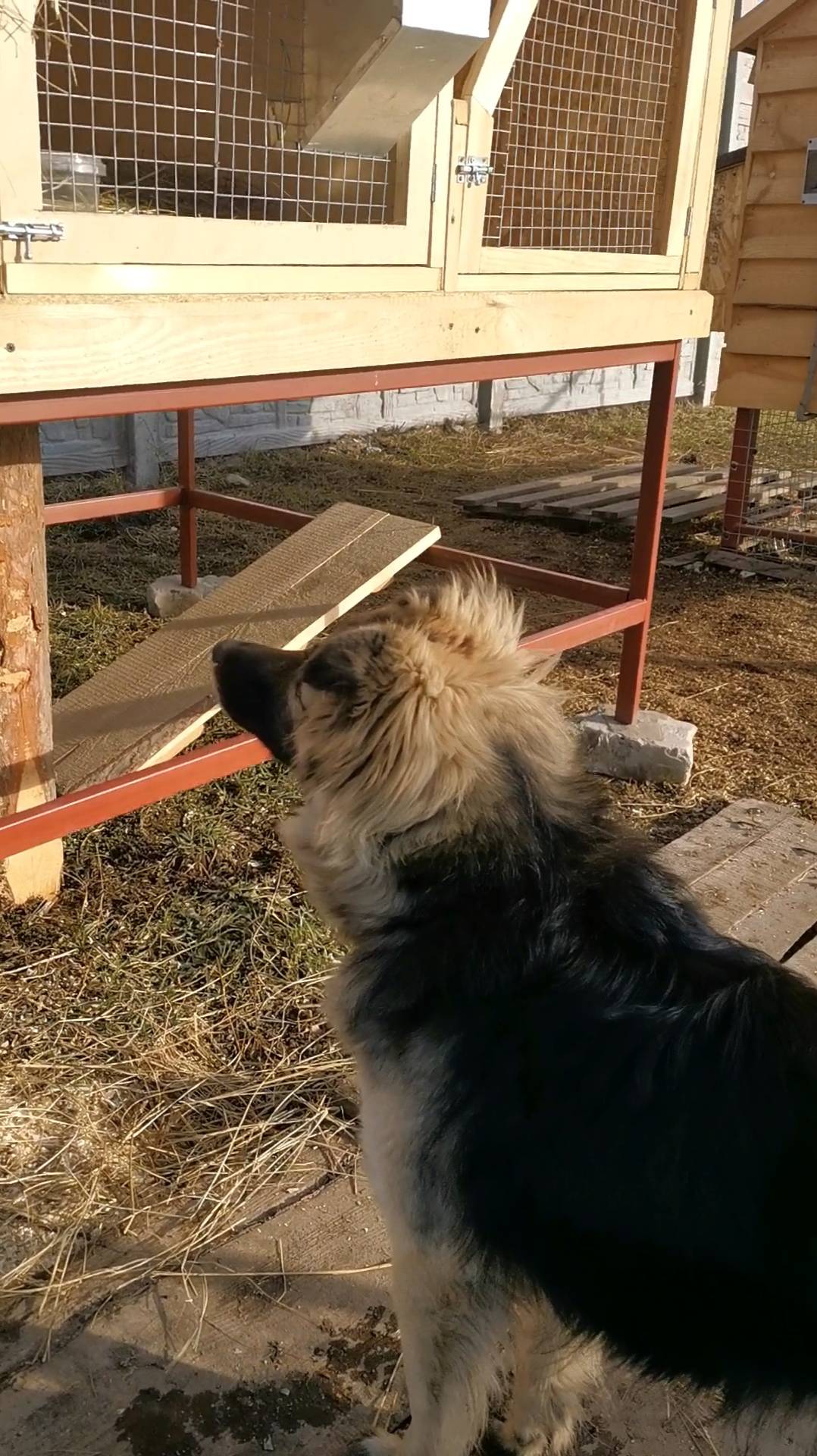 ПУШИСТЫЕ УШАСТИКИ