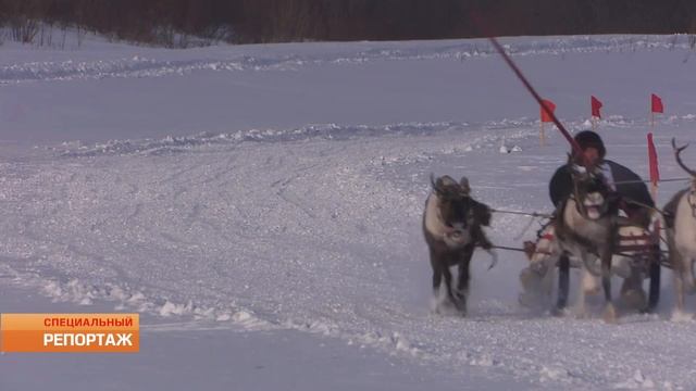 День оленевода 2025