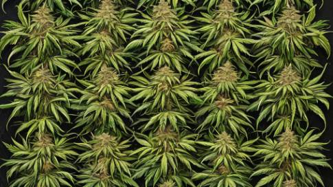 Конопляная каша или масло? Что выгоднее делать из семечки? Доход от жмыха при отжиме масла