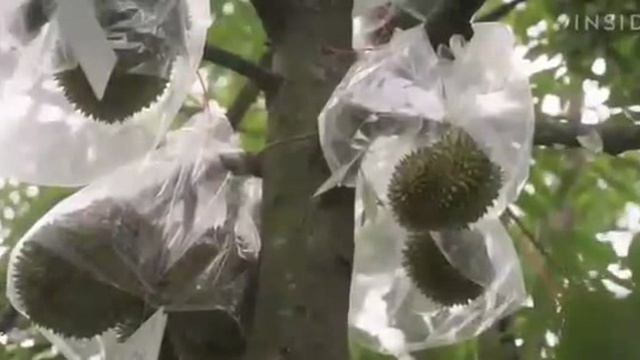 .. Что мы знаем про тропический фрукт Дуриан.....