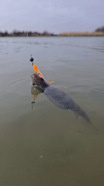 Игра пассивной приманки 👍👍👍