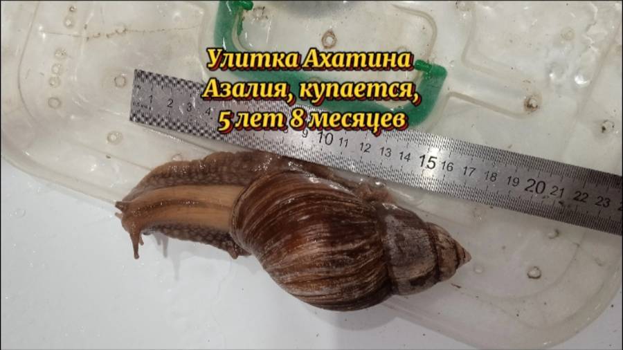 Улитка Ахатина купается, кушает #животные #ахатина