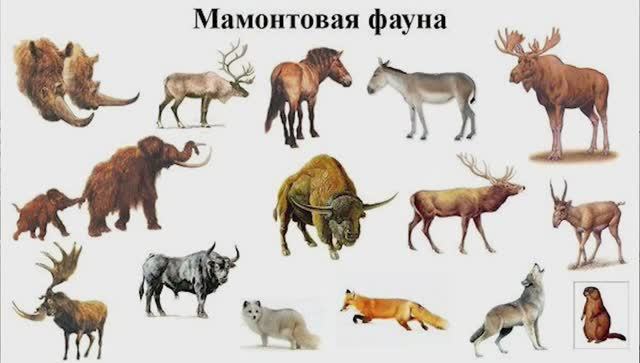 Животный мир позднего плейстоцена Западной Сибири