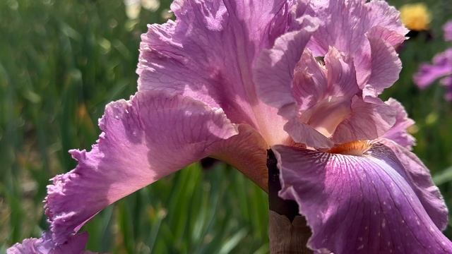 Ирисы Kaligazam и Холодная Красотка / Сад Ворошиловой