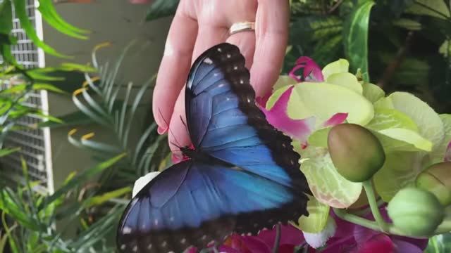 Волшебство бабочек. Miracle butterflies.