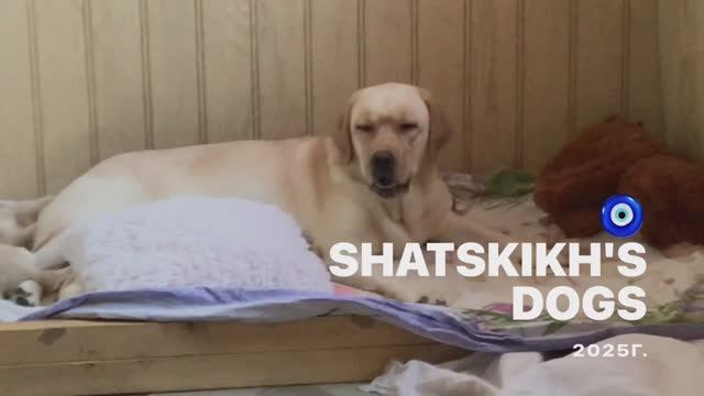 ЛАБРАДОР / ПИТОМНИК / SHATSKIKH`S DOGS / НОВОСИБИРСК /
8-962-831-94-91 / Наталья Шацких