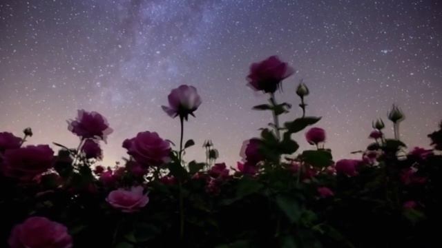 ✨🌺Глубокий сон за 5 минут. Зачарованные цветы: Чайные розы под звездным небом🌙