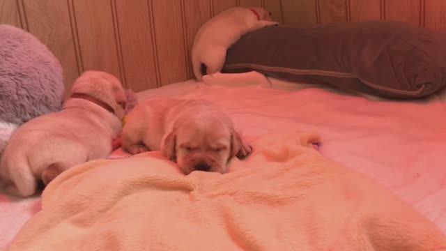 ЛАБРАДОР / ПИТОМНИК / SHATSKIKH`S DOGS / НОВОСИБИРСК /
8-962-831-94-91 / Наталья Шацких