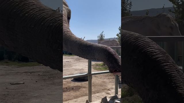 Печальная новость из парка Львов Тайган-умерла слониха Дженни