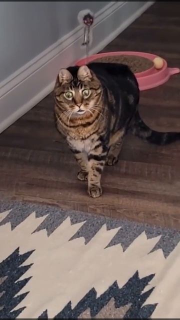 кот в вах,,, )