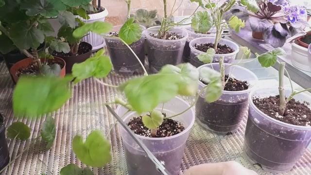 Пышный куст из вытянутых растений! Весенняя обрезка Герани!