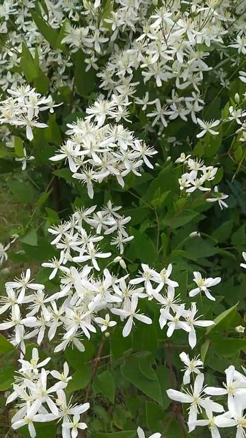 Клематис clematis