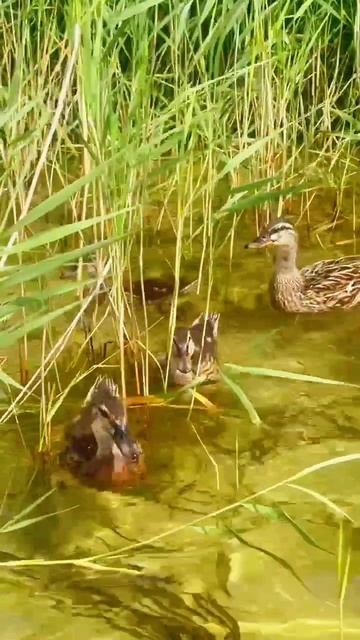 Уточки на Белом озере.