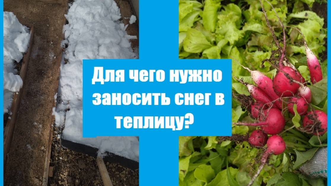 Зачем заносить снег в теплицу? Когда это делать?