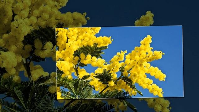 Ах, мимоза, мимоза...